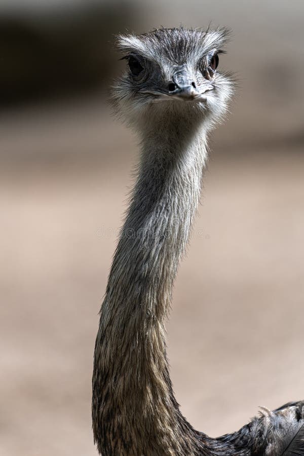 Portrait of Rhea bird stock image. Image of view, rheiformes - 22813141