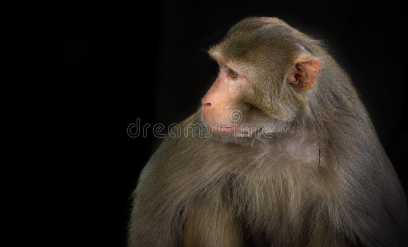 Portrait of the Rhesus Macaque Monkey Looking Side Ways in a Soft Dark ...