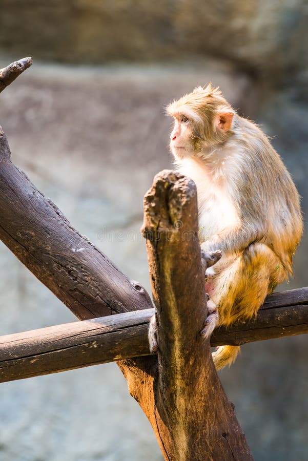 Portrait of Rhesus Macaque Monkey Stock Photo - Image of asia, exotic ...