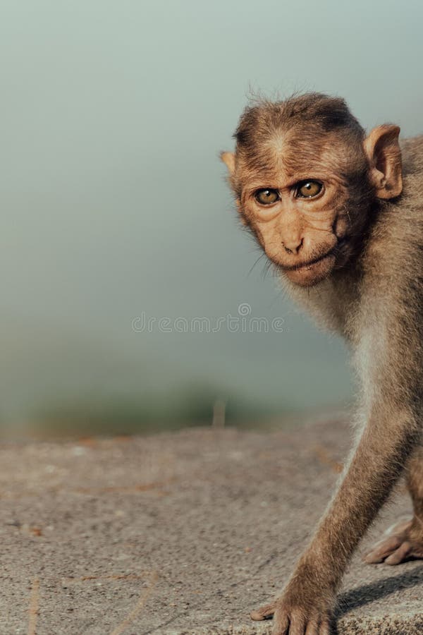 Portrait of a Rhesus Macaque Monkey Walking with at Attentive Glance at ...
