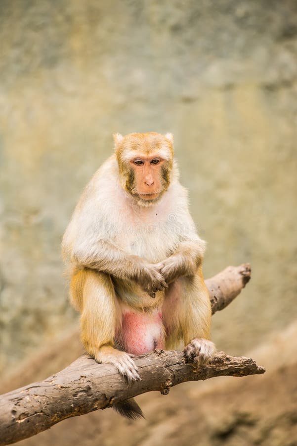 A Portrait of the Rhesus Macaque Mother Monkey Feeding Her Baby and ...