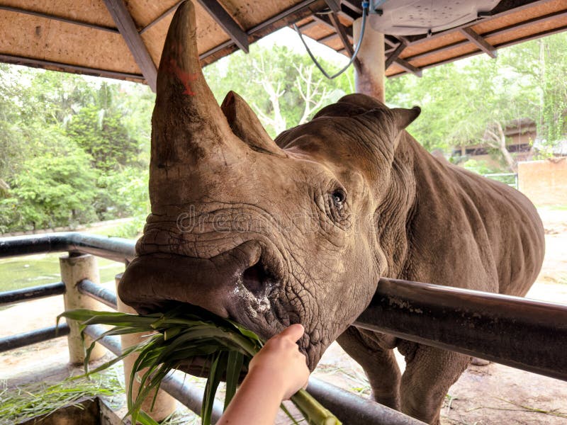 Portrait of a Rhinoceros Eating Grass in a Zoo Stock Photo - Image of ...