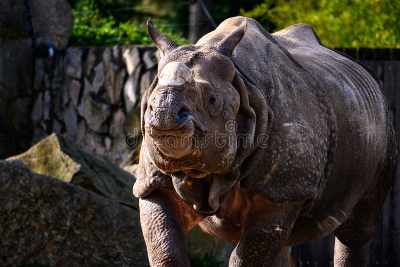 Portrait of a Rhinoceros in the Zoo Stock Image - Image of elephant ...