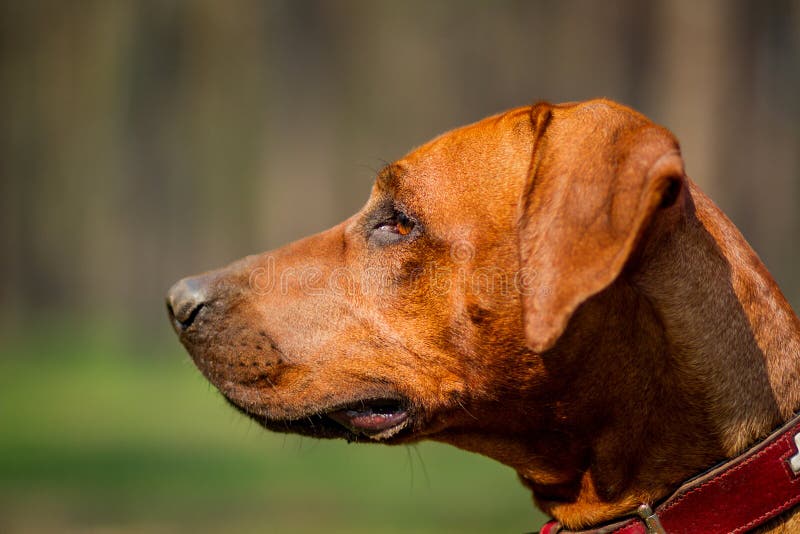 Rhodesian Ridgeback stock image. Image of mischievous - 102298733