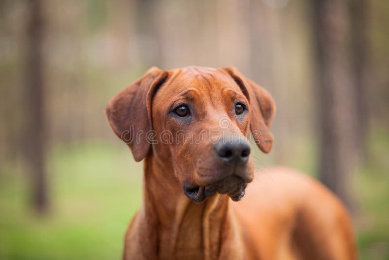 Rhodesian Ridgeback stock photo. Image of russet, outdoor - 102298760