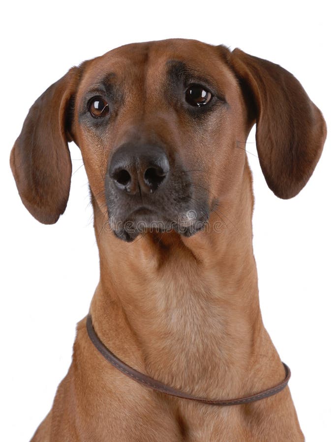 Portrait of Rhodesian Ridgeback Stock Image - Image of brown, isolated ...