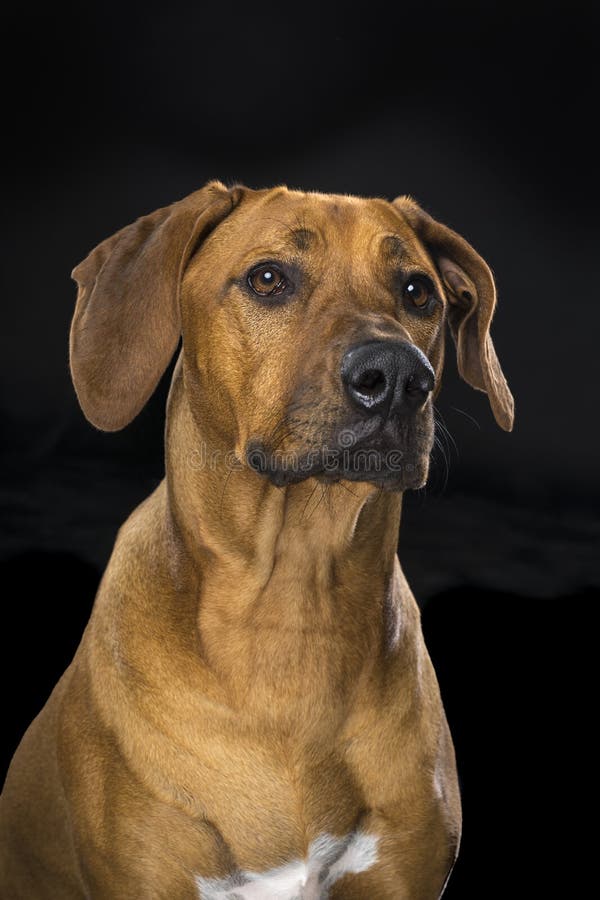 Portrait of a Rhodesian Ridgeback Dog Isolated on a White Background ...