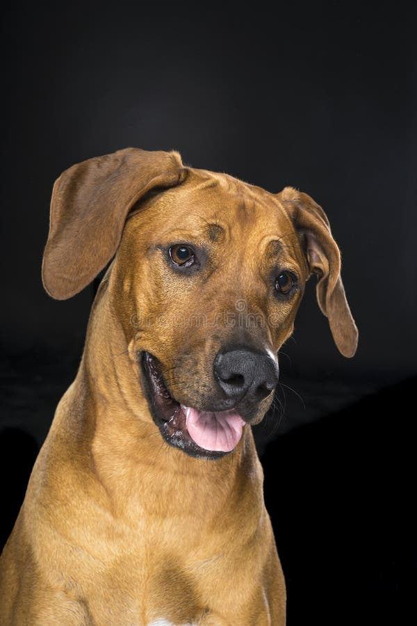 Rhodesian Ridgeback Terrier Mix Puppies