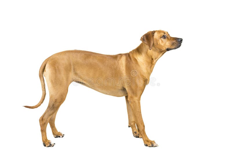 A Rhodesian Ridgeback Portrait Isolated in White Background Stock Image ...