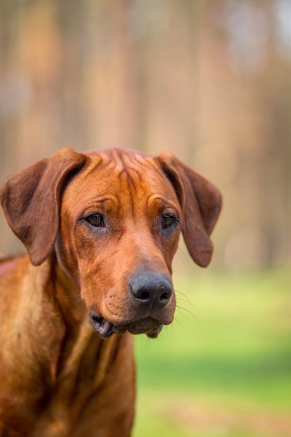 Portrait of a Rhodesian Ridgeback Stock Image - Image of park, cheerful ...