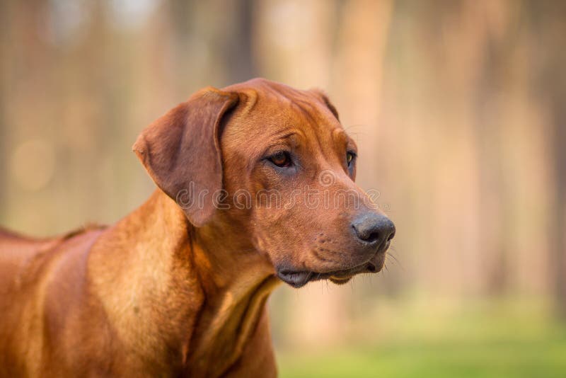 Portrait of a Rhodesian Ridgeback Dog Isolated on a White Background ...