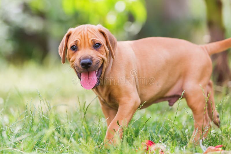 Happy Cute Rhodesian Ridgeback Dog in the Spring Field Stock Image ...