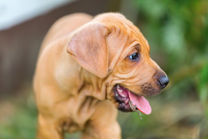 Portrait of a Rhodesian Ridgeback Puppy Stock Image - Image of ...