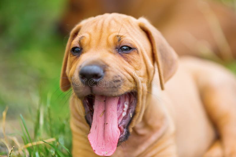 Portrait of a Rhodesian Ridgeback Puppy Stock Image - Image of fluffy ...