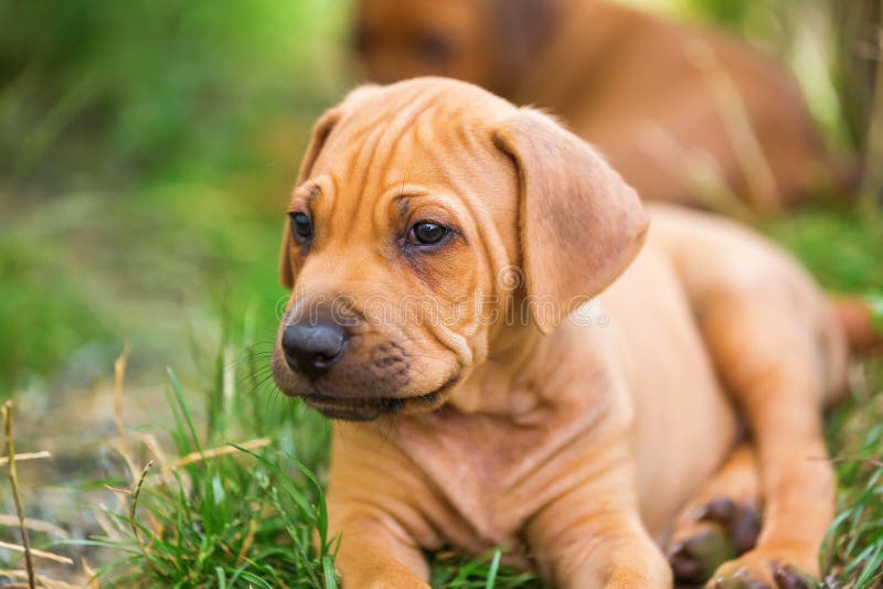 Portrait of a Rhodesian Ridgeback Puppy Stock Photo - Image of puppy ...
