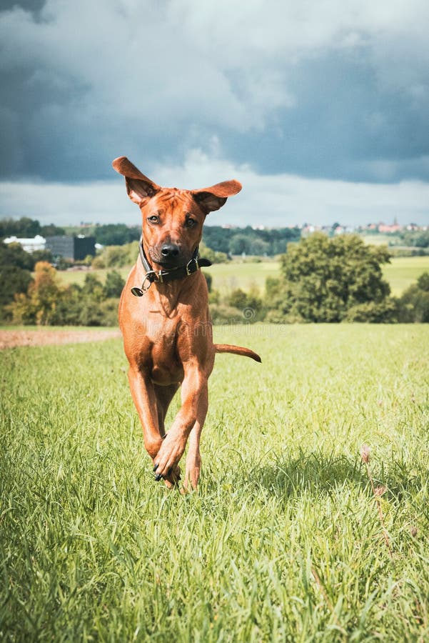 Portrait of a Rhodesian Ridgeback Running in a Field Under the Sunlight ...
