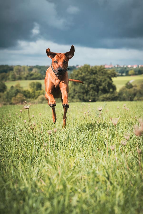 Portrait of a Rhodesian Ridgeback Running in a Field Under the Sunlight ...