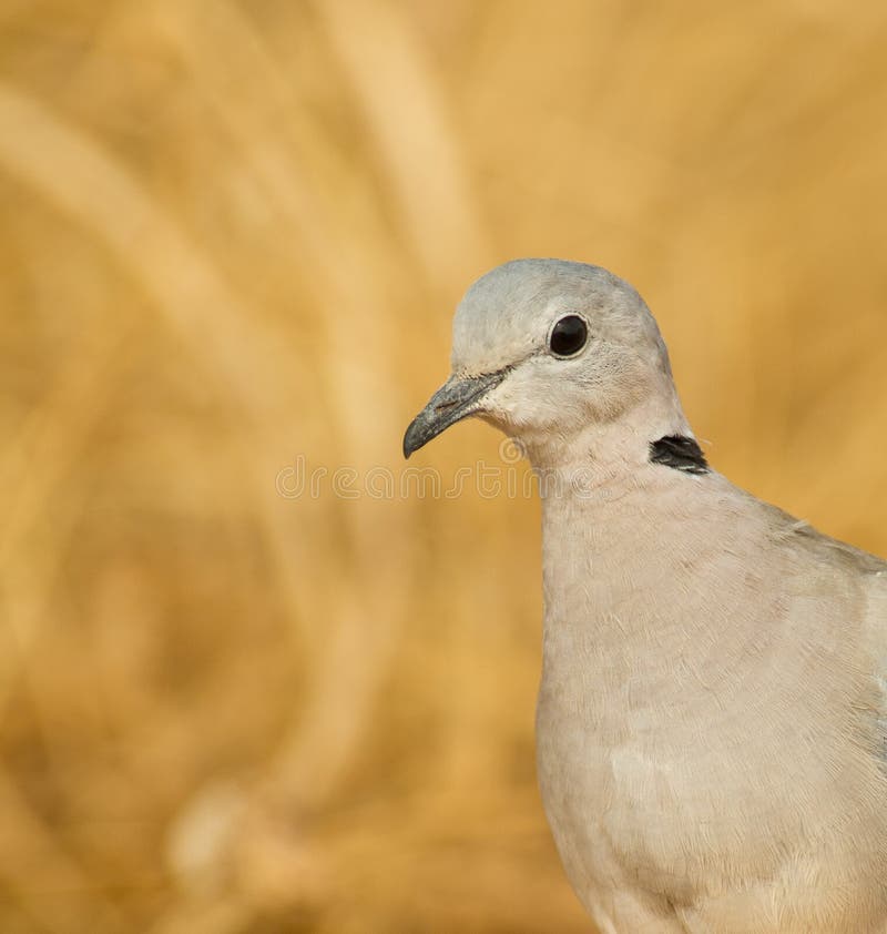 Portrait of Ring-necked Dove Stock Photo - Image of necked, close: 16135424