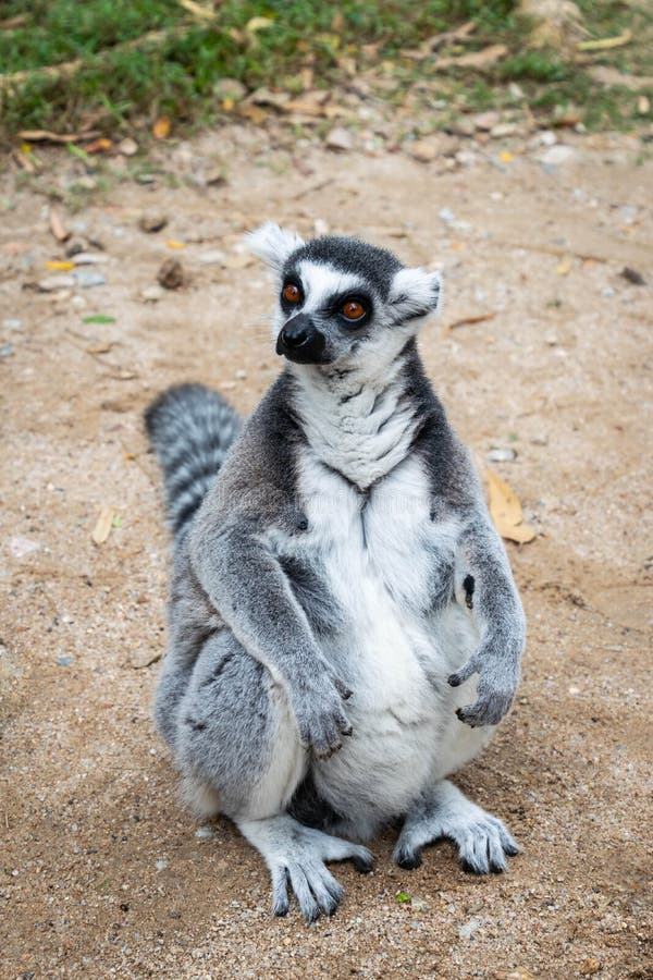 Portrait of Ring-tailed Lemur. Stock Image - Image of open, portrait ...