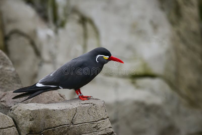 Portrait of Ringed Inca Tern Birds on Rocks in Natural Habitat E Stock ...