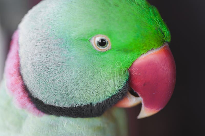 Indian Ringnecked Parakeet Parrot Stock Photo - Image of avian, nose ...