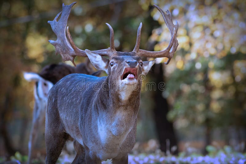 Portrait of roaring deer stock photo. Image of wilderness - 299308836