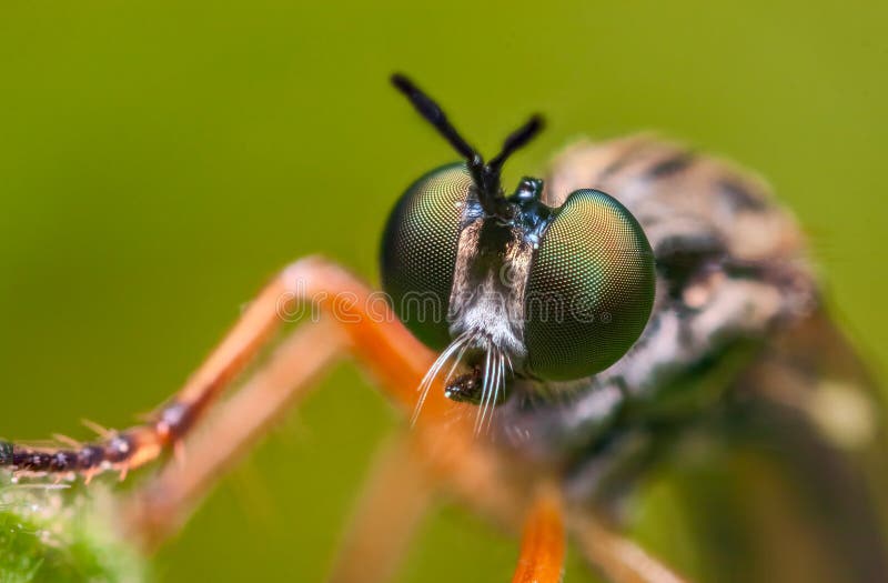 Robber Fly Asilidae Sp, an Aggressive Fly with Predatory Habits Stock ...