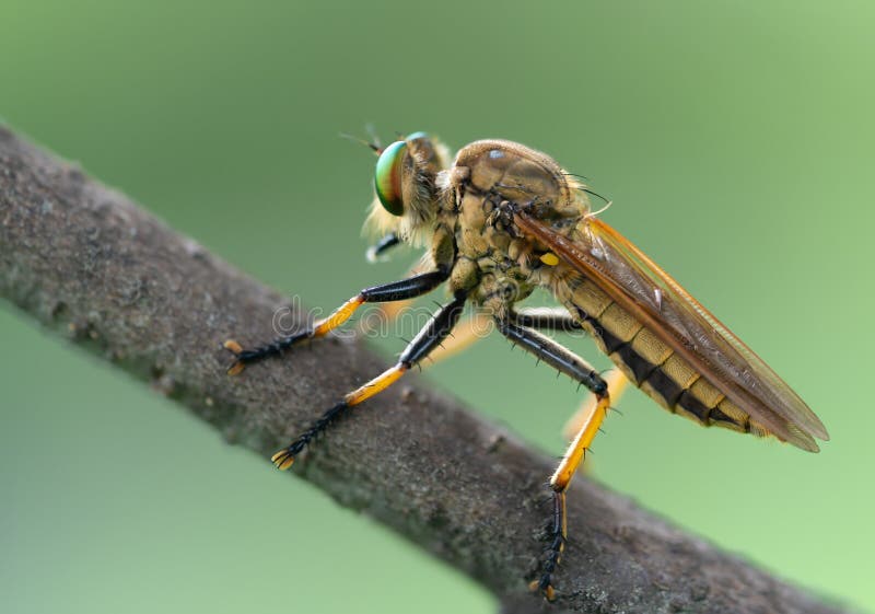 Robber Fly, Assassin Fly. a Close-up Stock Photo - Image of detail ...