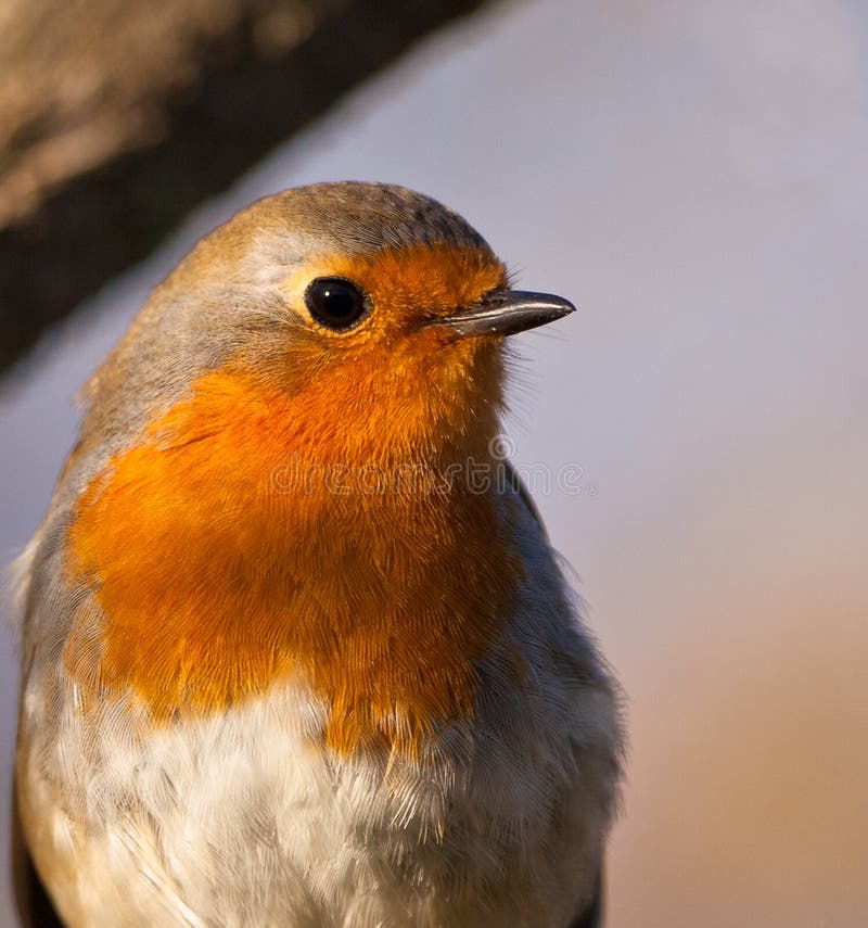 Robin bird stock photo. Image of look, nature, telephoto - 6735624