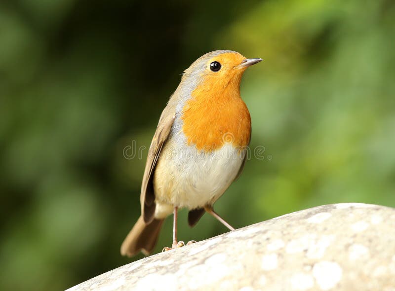 Portrait of a Robin stock image. Image of perched, wild - 64337707