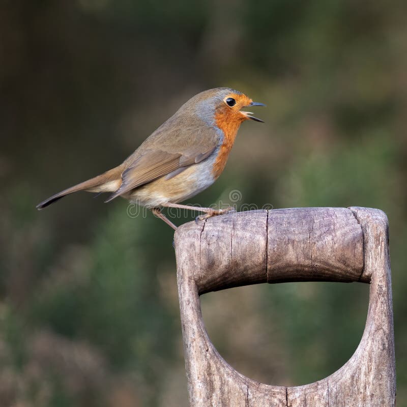 Portrait of a Robin on Spade Handle Stock Photo - Image of bird ...