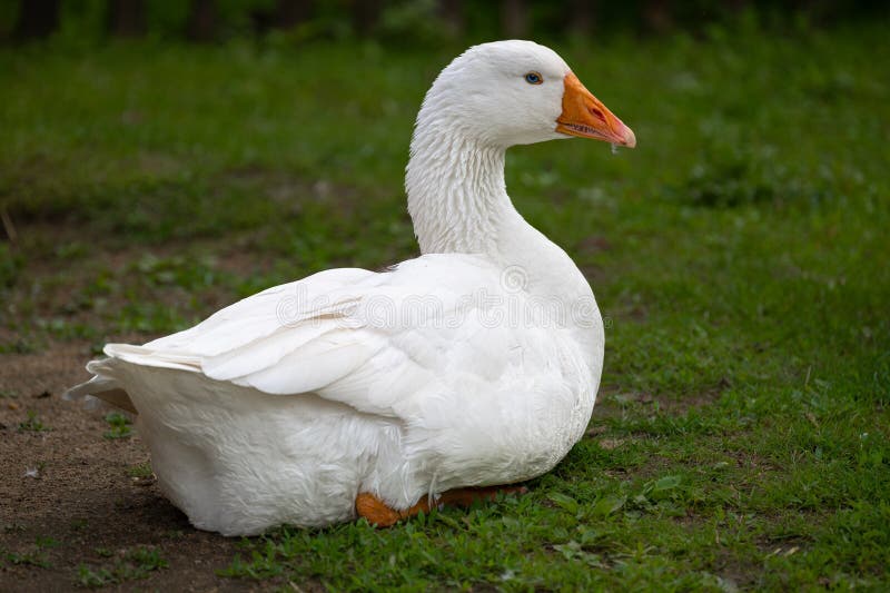 German Domesticated Goose Breed Stock Image - Image of anseriformes ...