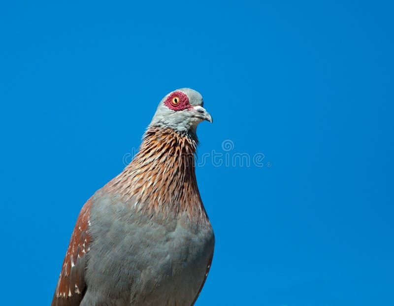 Kransduif Stock Photos - Free & Royalty-Free Stock Photos from Dreamstime