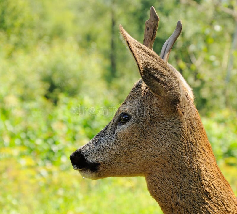 Portrait of roe stock photo. Image of small, goat, grass - 43949174