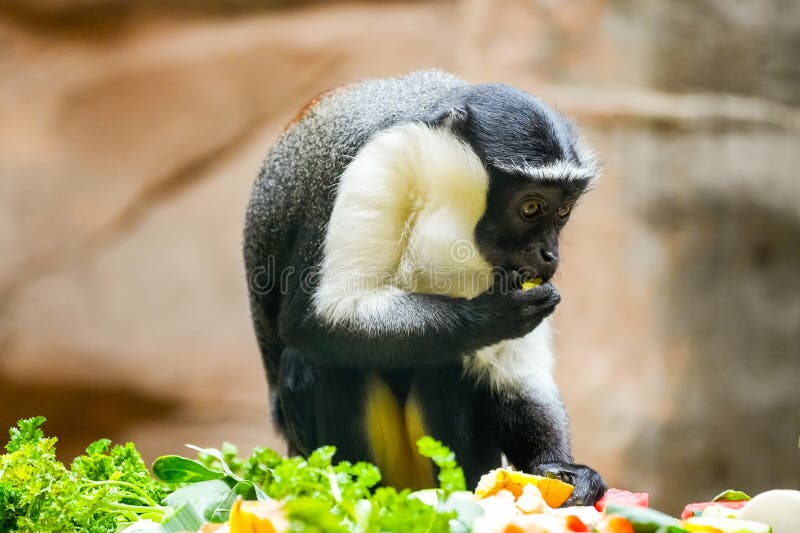 Portrait of a Roloway Monkey. Animal in Close-up Stock Photo - Image of ...