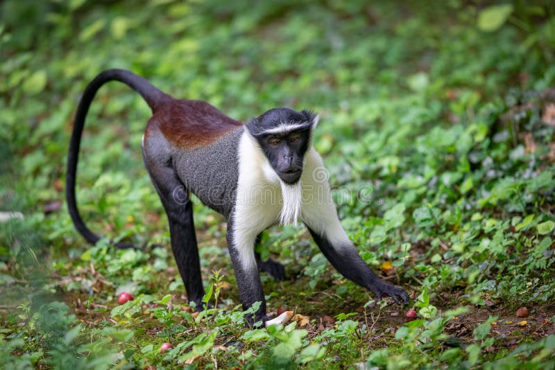 Portrait of a Roloway Monkey in the Forest Stock Photo - Image of ...
