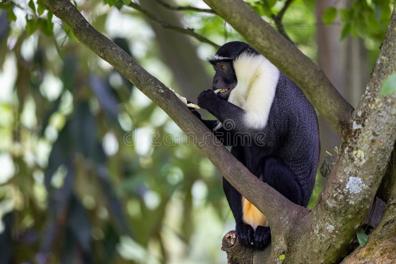 Portrait of a Roloway Monkey in the Forest Stock Image - Image of ...