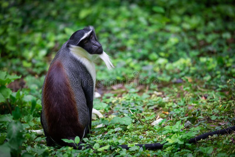 Portrait of a Roloway Monkey in the Forest Stock Image - Image of ...