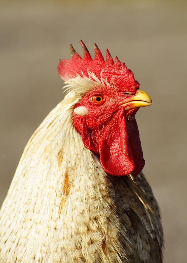 Red rooster stock image. Image of agriculture, animal - 16244975