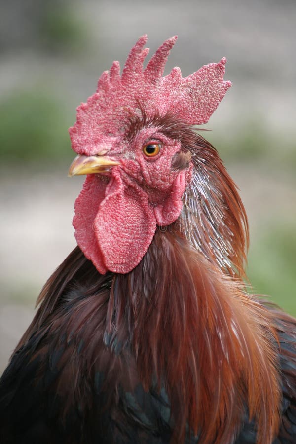 Portrait of rooster stock image. Image of rooster, comb - 6624291