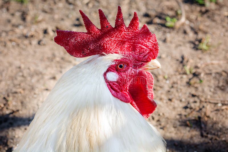 Portrait of a rooster stock photo. Image of female, portrait - 142307086