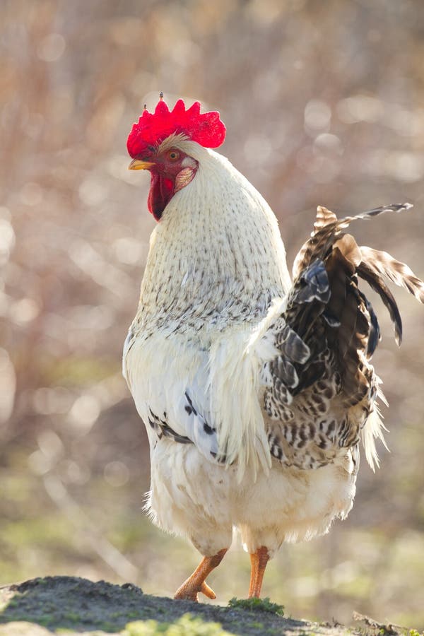 Rooster Free Stock Photos & Pictures, Rooster Royalty-Free and Public ...