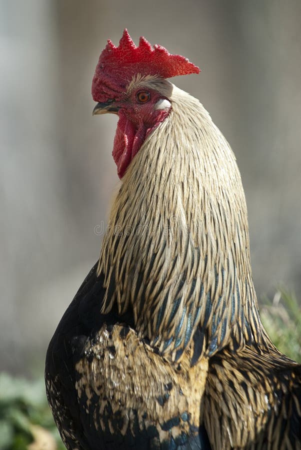 Portrait of Rooster, crest stock image. Image of cluck - 158263837