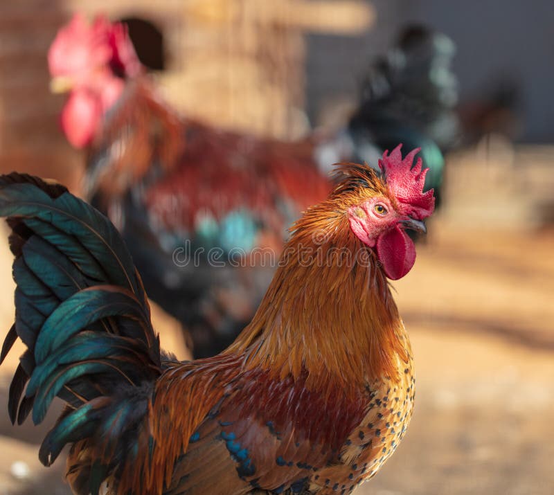 Portrait of a Rooster on a Farm Stock Photo - Image of ground, carry ...