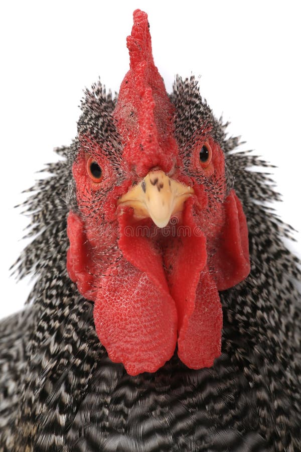 Portrait of a red rooster stock photo. Image of animal - 260020628