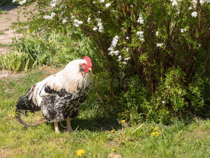 Portrait of a rooster stock photo. Image of male, farm - 248423964