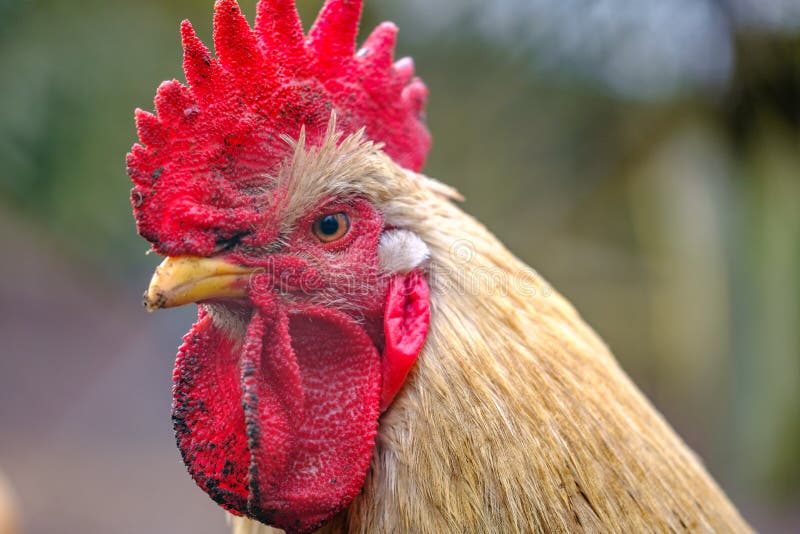 Portrait of a Rooster Looking into the Camera Stock Image - Image of ...
