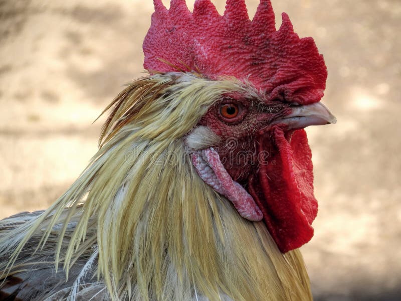 Chicken Rooster Looking At You Stock Image - Image of agriculture ...
