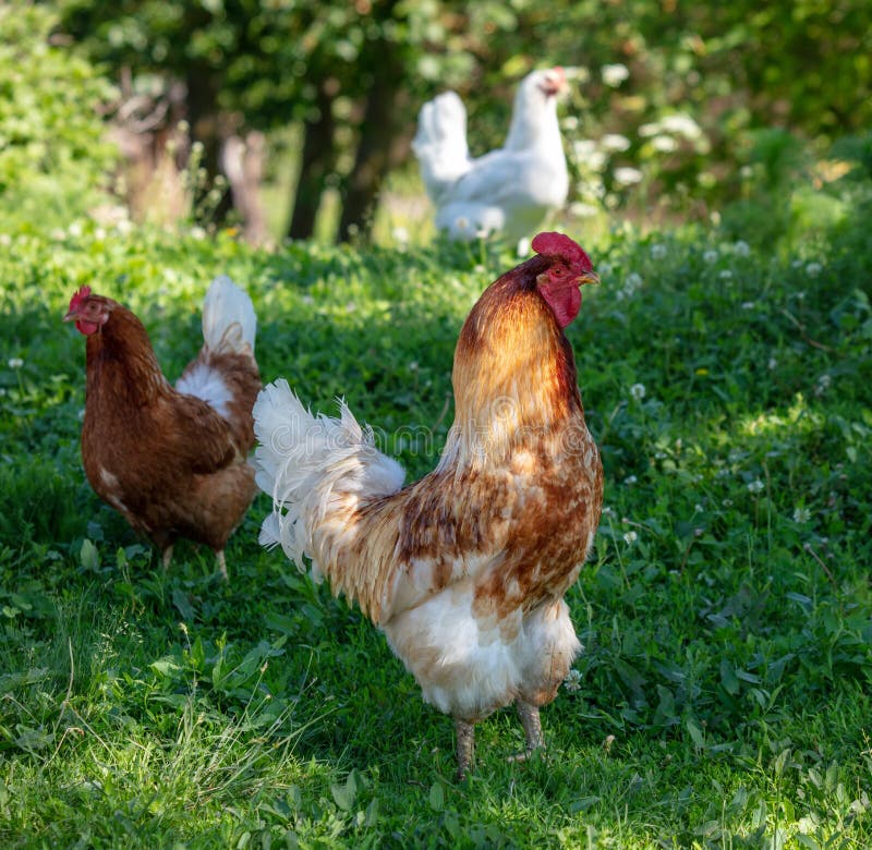 Portrait of a Rooster in Nature in Summer. Stock Photo - Image of ...