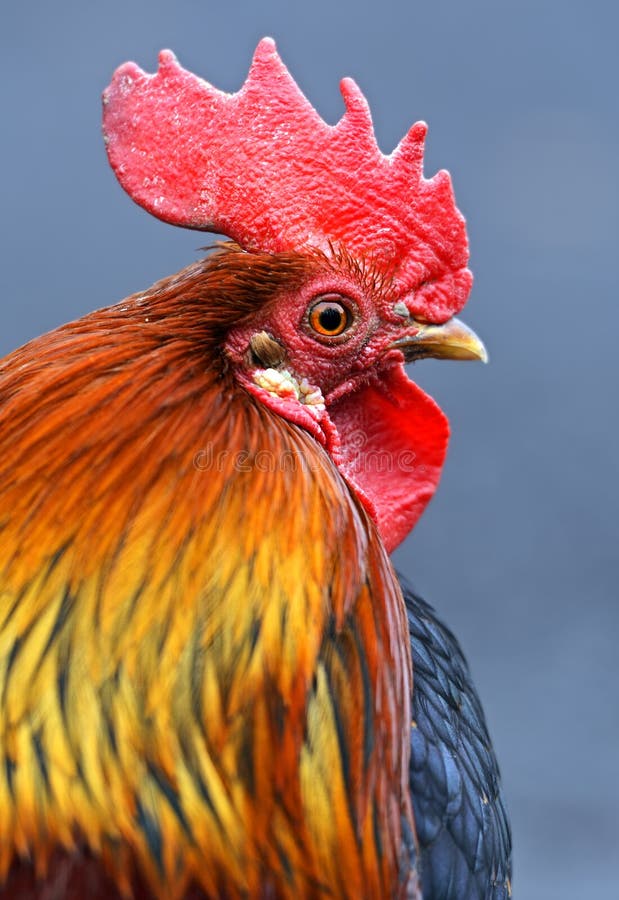 Portrait pet rooster stock image. Image of colorful, young - 36883089